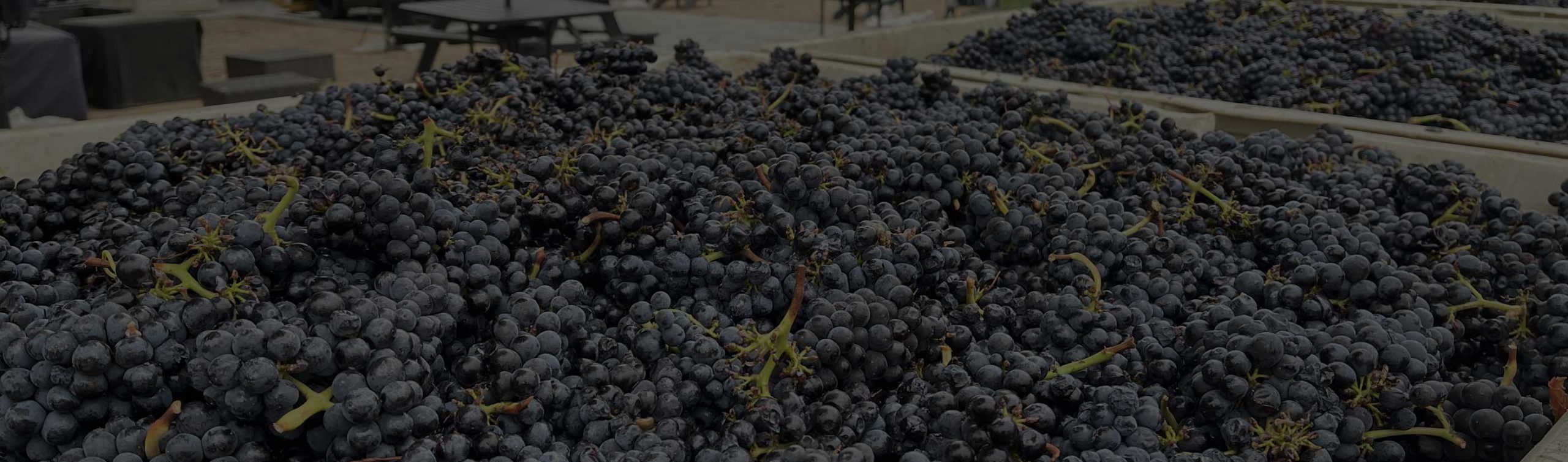 Vintner: Beyond Distribution - Winery Academy